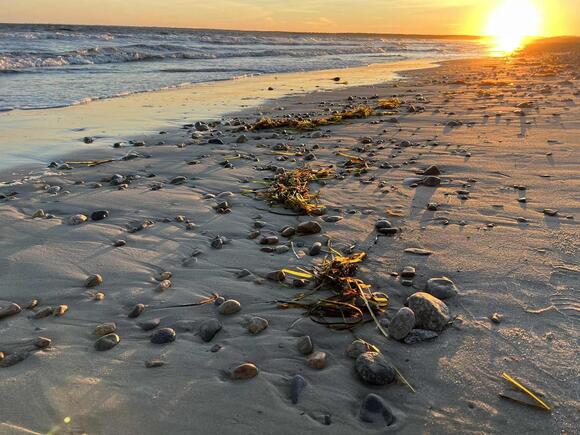 Massachusetts’ Official State Shell Is Not What You Might Think - NewsBreak