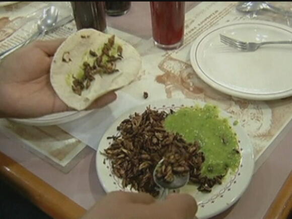 Calls for insects to be added to processed foods to remove the ‘disgust ...