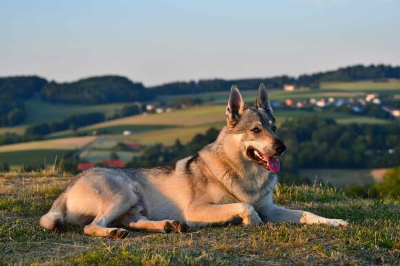 15 Myths and Facts About Dogs Taking on Wolves - NewsBreak
