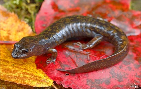 10 Animals Found Only in the Appalachian Mountains - NewsBreak