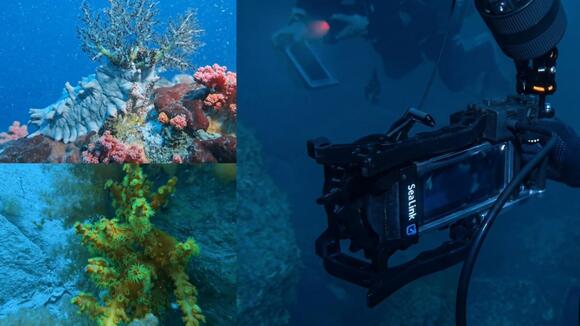 DIVEVOLK SeaLink Supports Southern Media Group's World Earth Day Coral ...