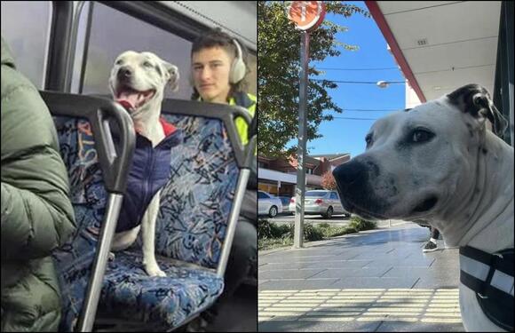 Lost Dog Takes a Public Bus Ride Alone, Sparking a City-Wide Hunt For ...