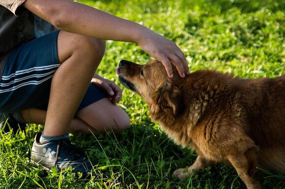 The Psychological Effects of Living With a Dog - NewsBreak