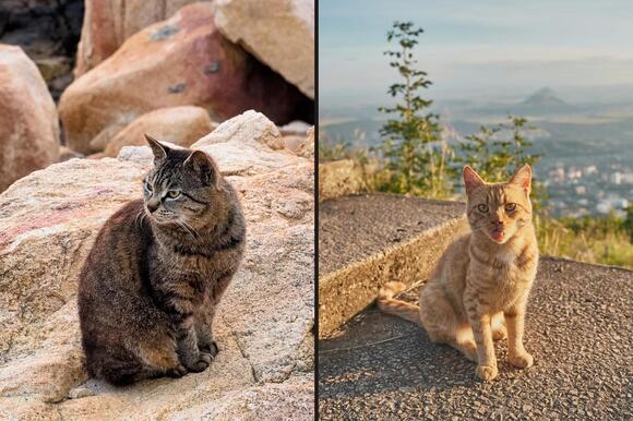 Trending Pet Names in Colorado: 2025’s Most Popular Picks - NewsBreak