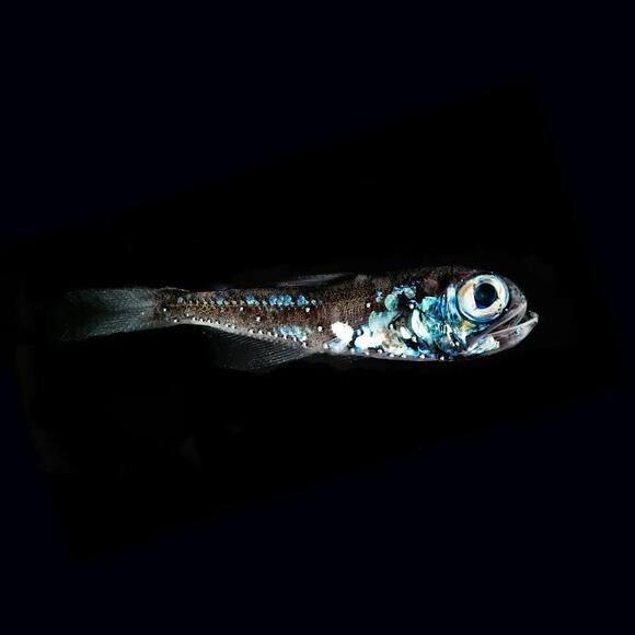 The Deep Ocean Holds Creatures Straight Out of Science Fiction - NewsBreak