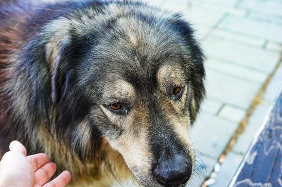 Petition: Shut Down the South Carolina Pet Grooming Business Caught on ...