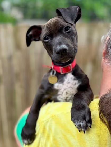 🐶 Playful & Loyal Dogs Ready for Adoption in Columbus - NewsBreak