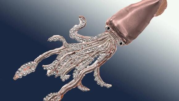 The Deepest-Dwelling Sea Creatures Ever Discovered - NewsBreak