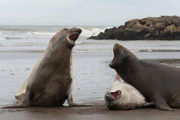 13 Smartest Marine Animals (That Are not Dolphins) - NewsBreak