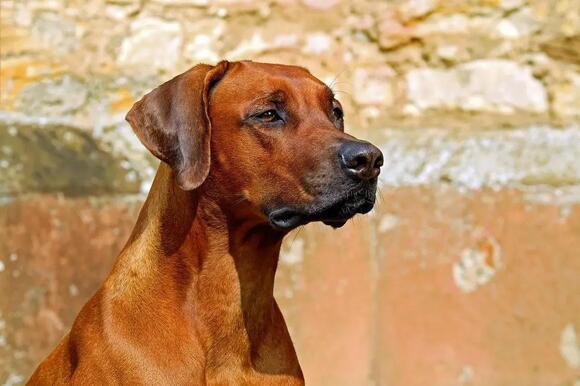 Canine Behavior Experts State: Dogs That Sleep Facing the Door Instead ...