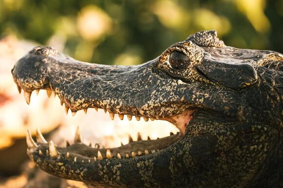 The Most Powerful Bite Force In the Animal Kingdom - NewsBreak