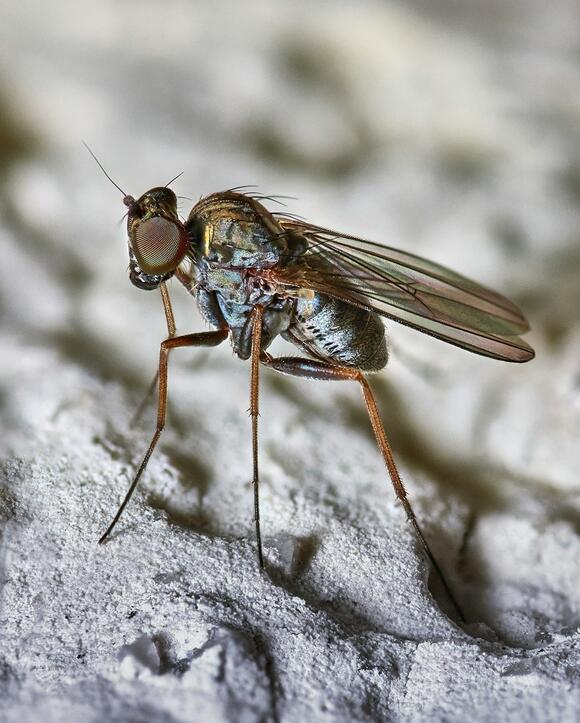 Think It’s Just an Itchy Bite? These Five Viruses Prove Wisconsin ...