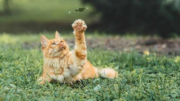 How Accurate Are Pet Antics in Animated Movies? - NewsBreak