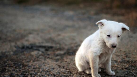 13 Ways Climate Change Is Impacting Dog Populations Worldwide - NewsBreak
