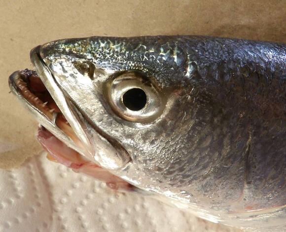 The Loudest Fish Lives Off U.S. Shores - NewsBreak