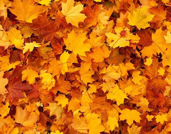 Baltimore County Department of Recreation and Parks announces fall ...