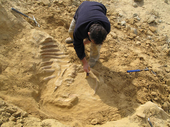 How Fossils Can Fool Us Mistakes and Misinterpretations in Paleontology ...