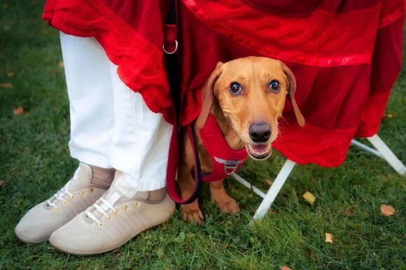 12 Dog Breeds That Sense Death Before It Happens (And the Science ...