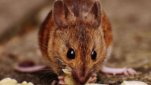 This Often-Overlooked Rodent Can Cause More Damage to Your Home Than ...