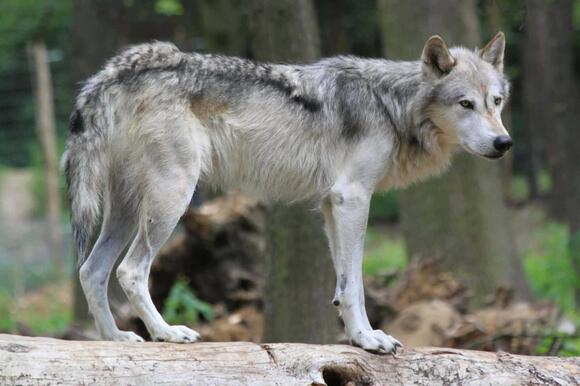 12 Most Dangerous Predators in North America - NewsBreak