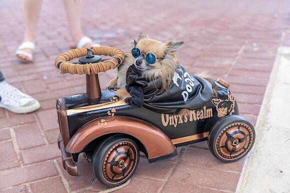 Join the Fun at the Dog Days of Summer Event in Meadow Gold District ...