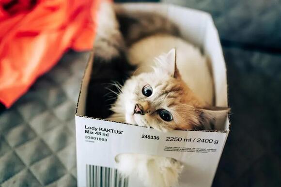 Your Cat’s Obsession with Boxes: It’s a Primal Instinct, Not Just a ...