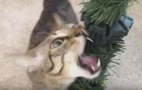 Christmas Tree Drooping? This Hack Will Bring it Back - NewsBreak