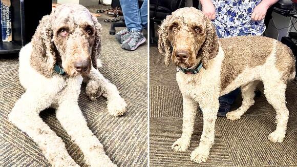Young Standard Poodle Looking For New Home After Being Surrendered by ...