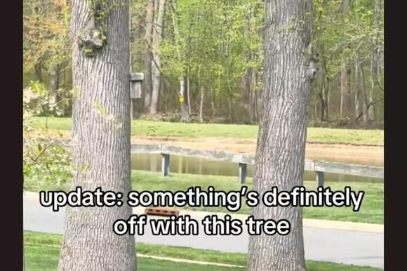 Bizarre viral saga: TikTok explodes over 'shifting' tree conspiracy in ...