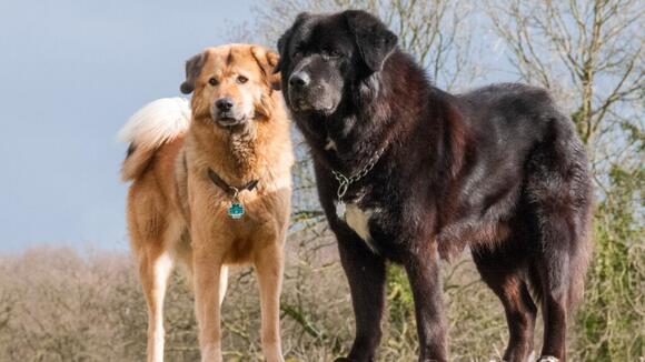 The dog breeds that cost the most in 2026 - NewsBreak