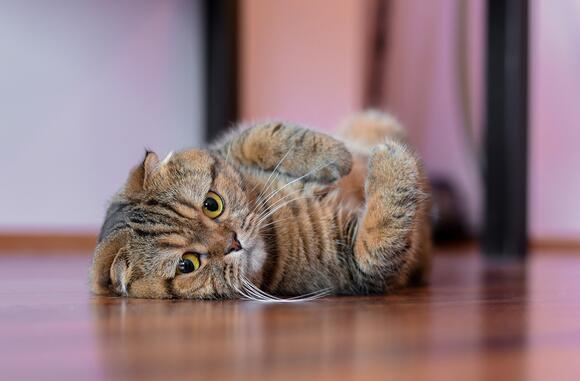 10 Cat Breeds That Make the Most Loyal Lifetime Companions - NewsBreak