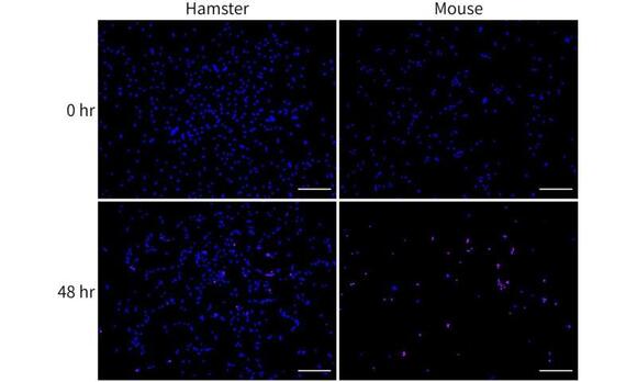 Hibernating hamsters maintain muscle cells by suppressing muscle ...