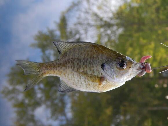 Set The Hook On 4 MN Fish Other Than Walleye This Weekend - NewsBreak