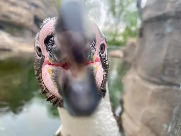 Wild Summer Lights Returns to Mesker Park Zoo! - NewsBreak