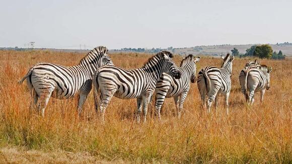Why Zebras Are More Aggressive Than You Might Think - NewsBreak
