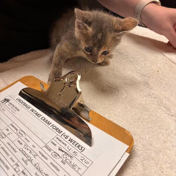 🐱 Playful & Sweet Cats Ready for Adoption in Tempe - NewsBreak
