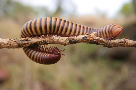 12 Creepiest Creatures Living Right Under Our Feet - NewsBreak