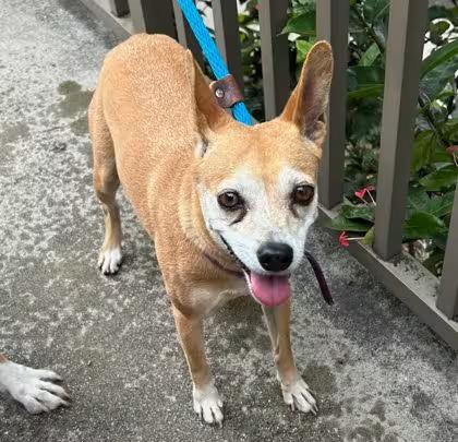 🐶 Playful, Gentle & Loyal Dogs Ready for Adoption in Honolulu - NewsBreak