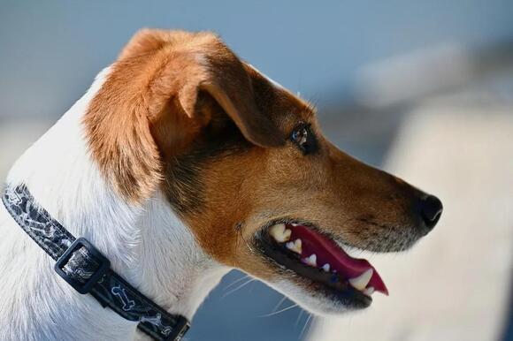 Psychology Says If Your Dog Suddenly Refuses to Go in the Backyard ...
