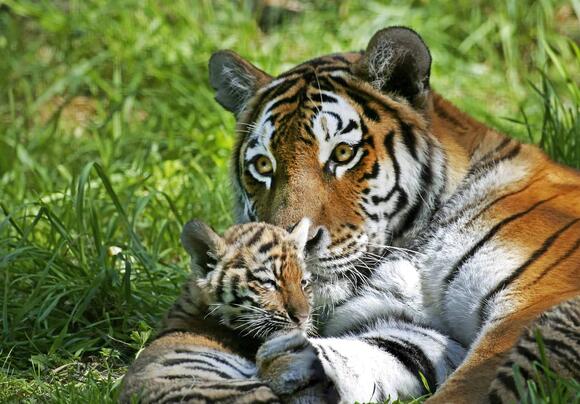20 Things You Should Know About Siberian Tigers - NewsBreak