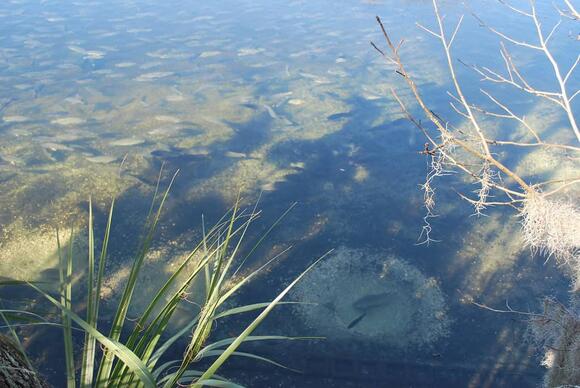 Why These Fish Build Nests as Complex as Birds - NewsBreak