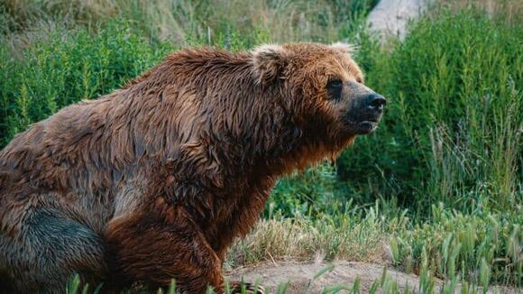 12 Bear Behaviors Explained by Experts - NewsBreak