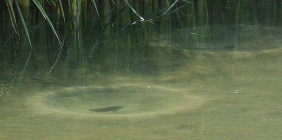 Why These Fish Build Nests as Complex as Birds - NewsBreak