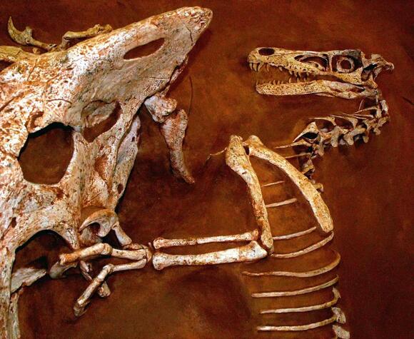 10 Mind-Blowing Facts About Prehistoric Life You Won’t Find in ...