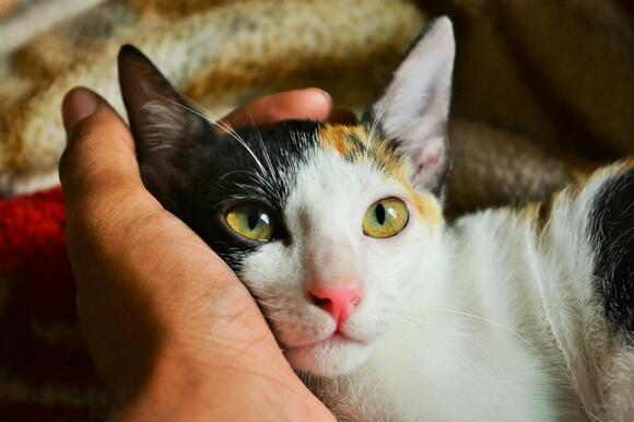 9 Clever Ways Cats Manipulate Humans to Get Exactly What They Want ...