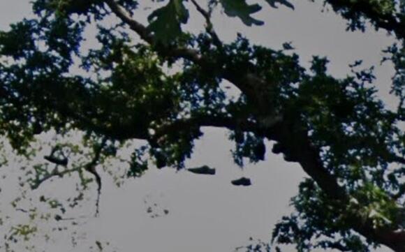 Is the Serial Killer Shoe Tree of Salem, Michigan Still Standing ...