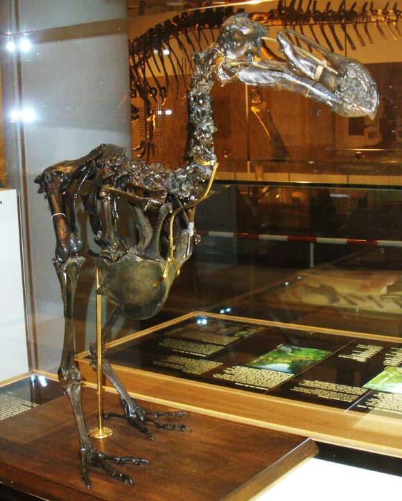 The Incredible Journey of the Dodo: A Bird That Made History - NewsBreak