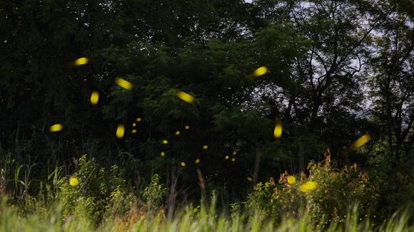 Best Time and Place to See Fireflies Light Up a Forest - NewsBreak