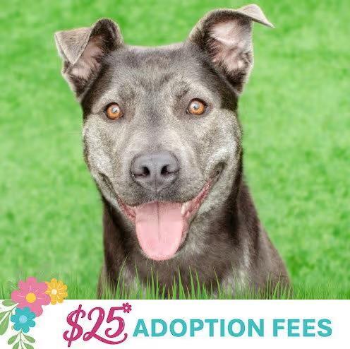 🐶 Playful, Gentle & Loyal Dogs Ready for Adoption in Burlingame - NewsBreak