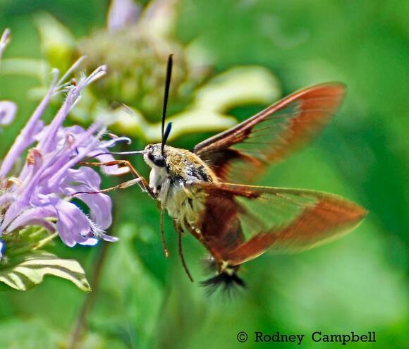 Moths of Idaho: 25 Species You’ll See in Your Backyard and Beyond ...